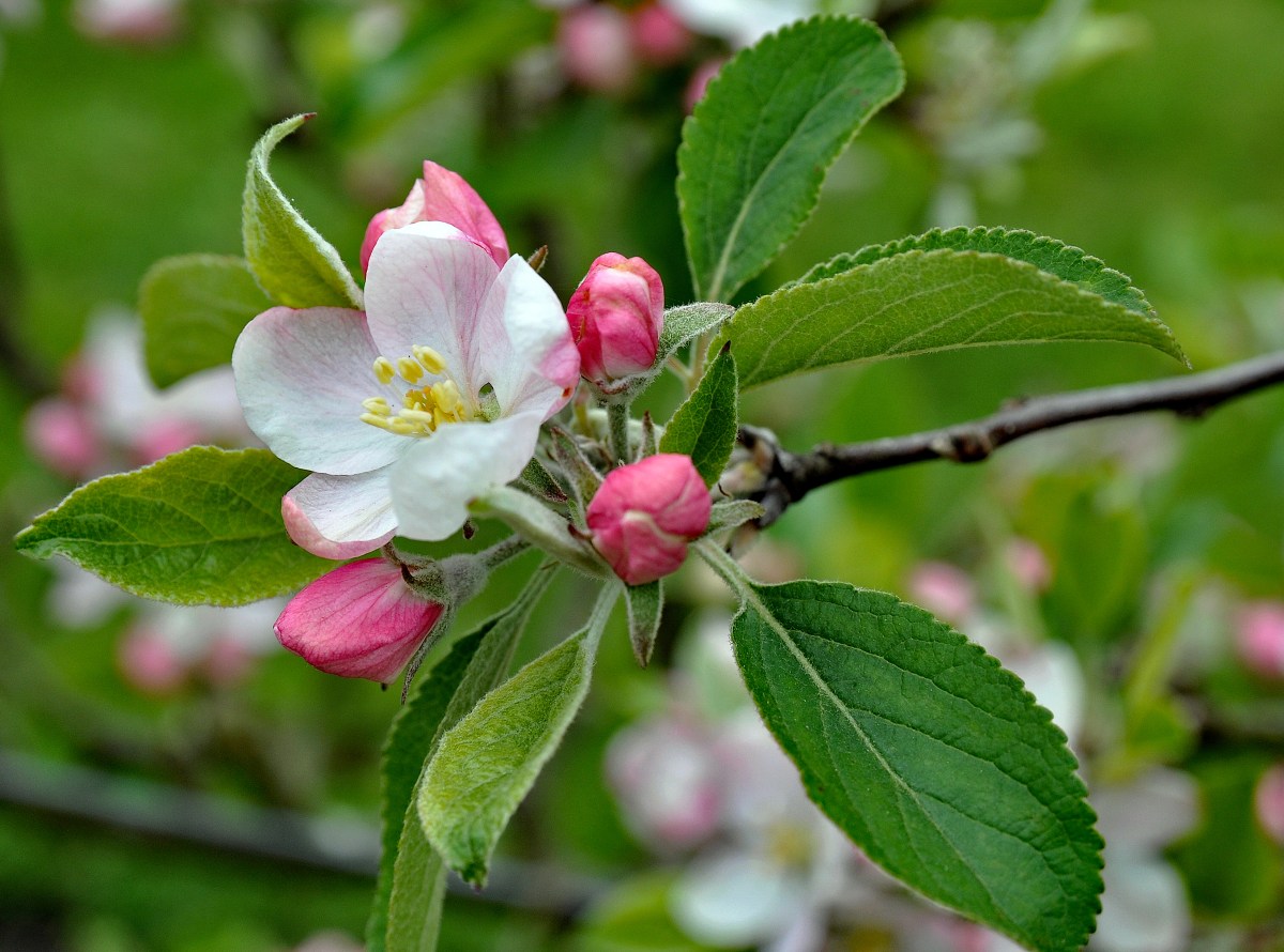 Unfolding promises- Look, See, Pray – The Reflectionary