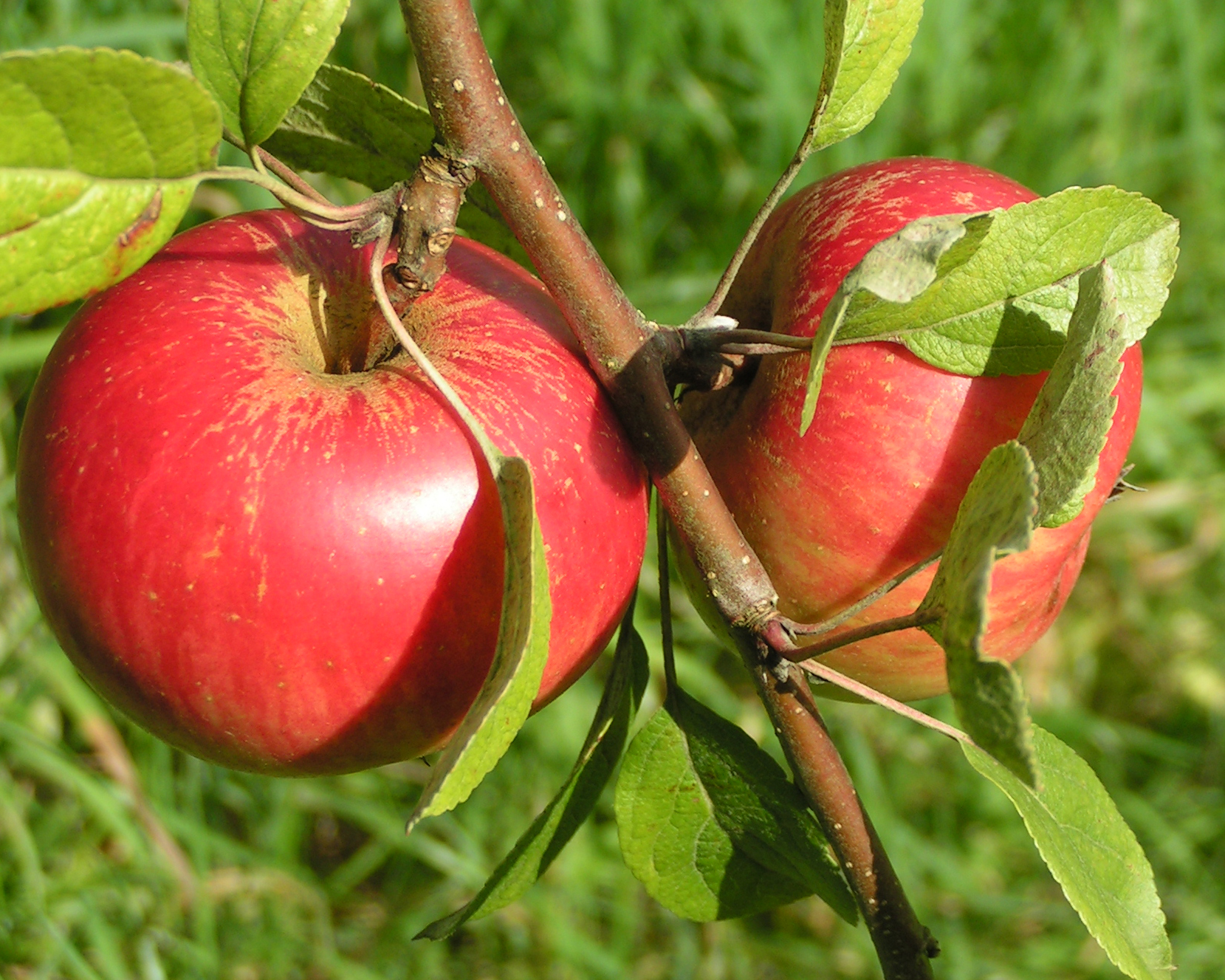 Unfolding promises- Look, See, Pray – The Reflectionary