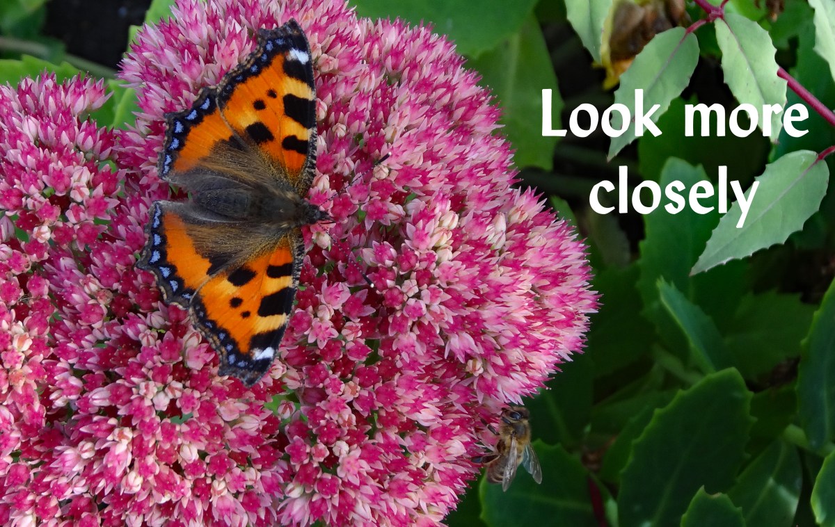 Look more closely- Look, See, Pray – The Reflectionary