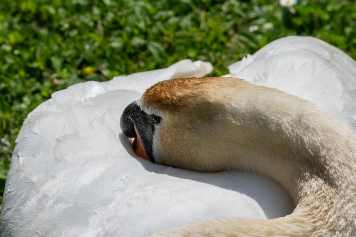 Keeping a Lookout – Look, See, Pray – The Reflectionary