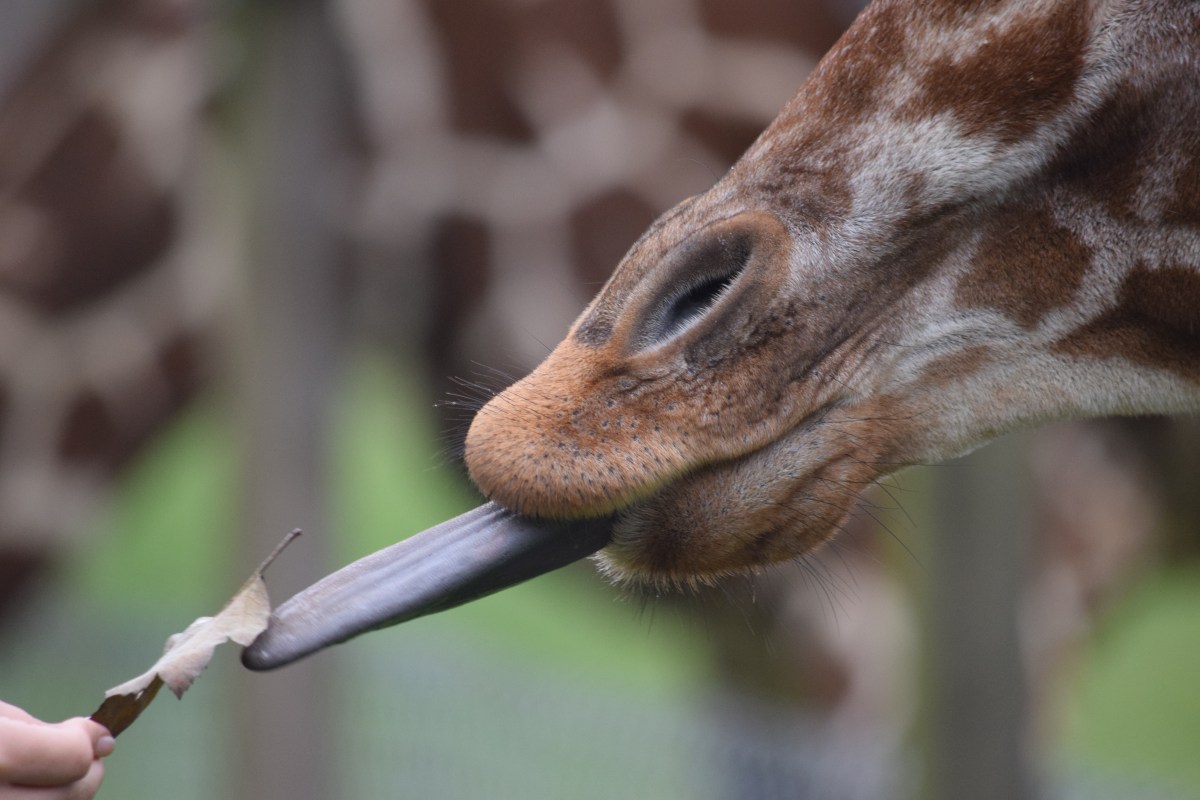 ‘Aving a Giraffe – Look, See, Pray – The Reflectionary