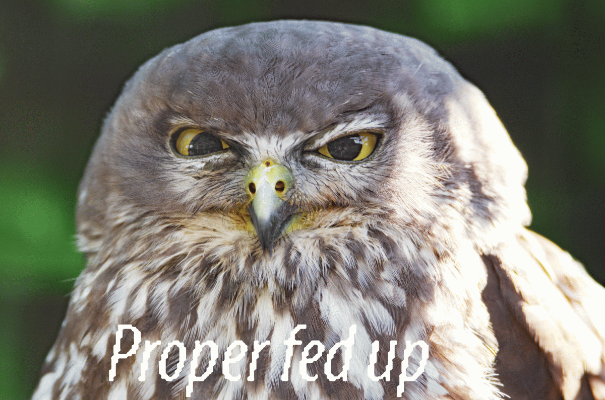 Proper fed up… Look, See, Pray – The Reflectionary