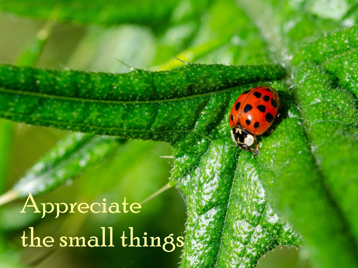 Bugs – Look, See, Pray – The Reflectionary