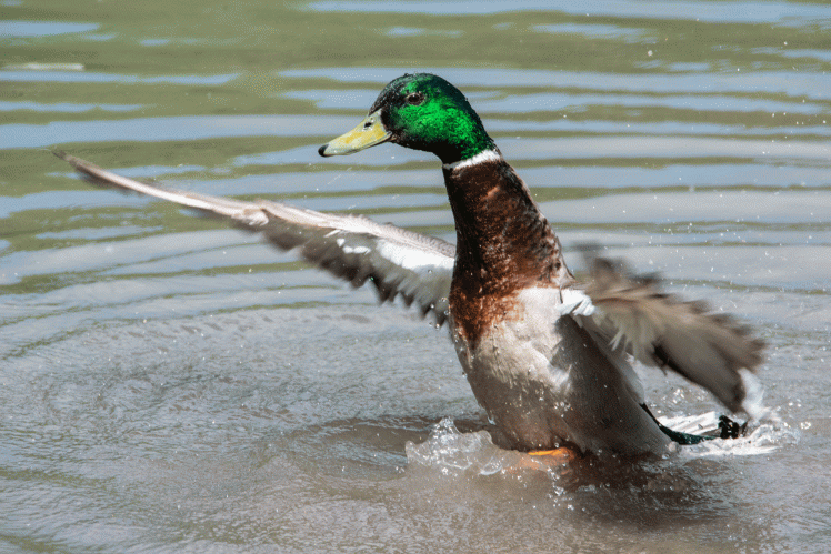 The Reflectionary – Lectionary Resources for Engaging Worship