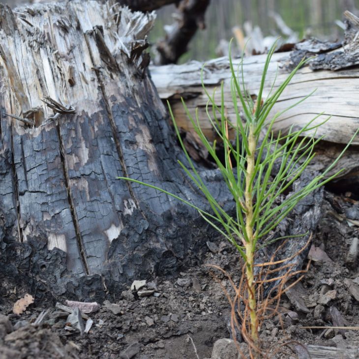 The Reflectionary – Lectionary Resources for Engaging Worship